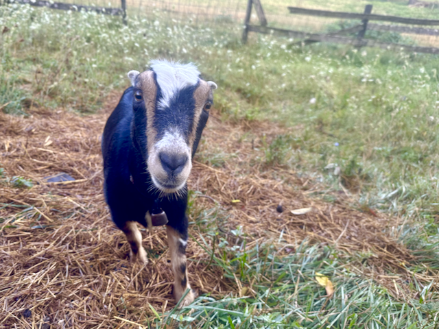 Luna - Homestead 1870